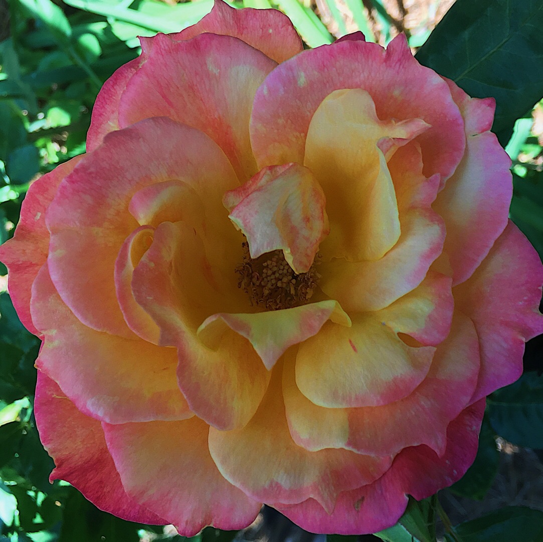 Wrinkles & Ruffles | Josephine's World